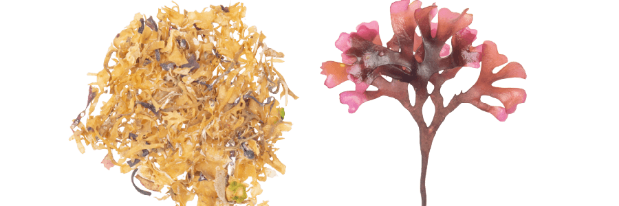 Chondrus Crispus Vs. Genus Gracilaria | Maju Superfoods